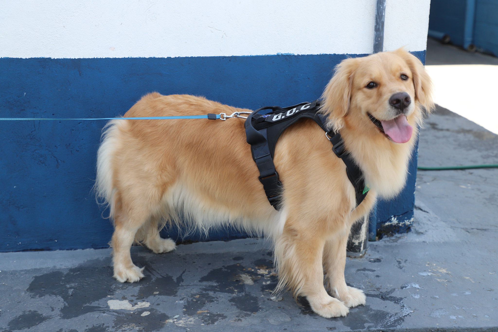 Nova integrante: golden retriever passa a integrar canil da GCM em ...